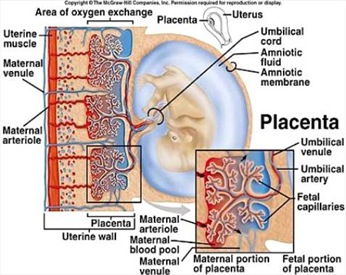 OBGINUMJ: 3. Plasenta